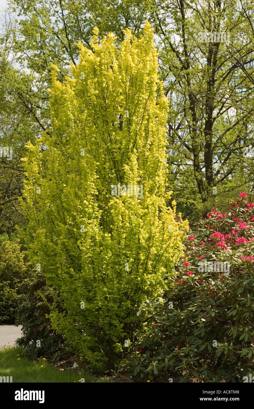 Dutch Elm Ulmaceae Ulmus x Hollandica Wredei Stock Photo - Alamy