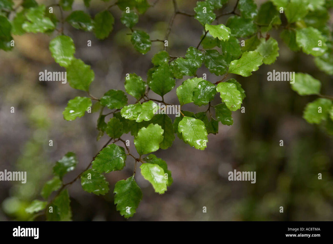 Beech leaves nz hi-res stock photography and images - Alamy