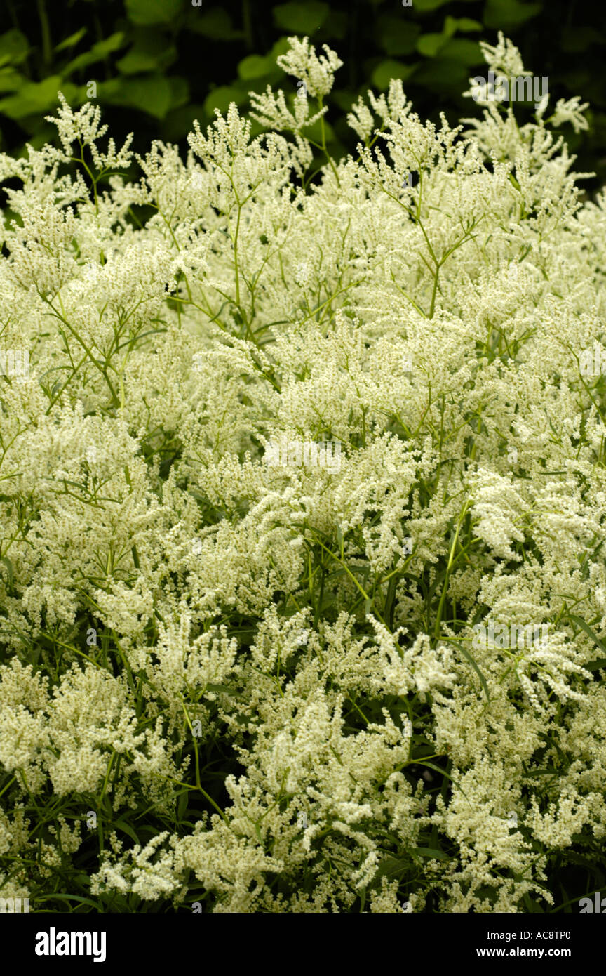 Alpine knotweed hi-res stock photography and images - Alamy