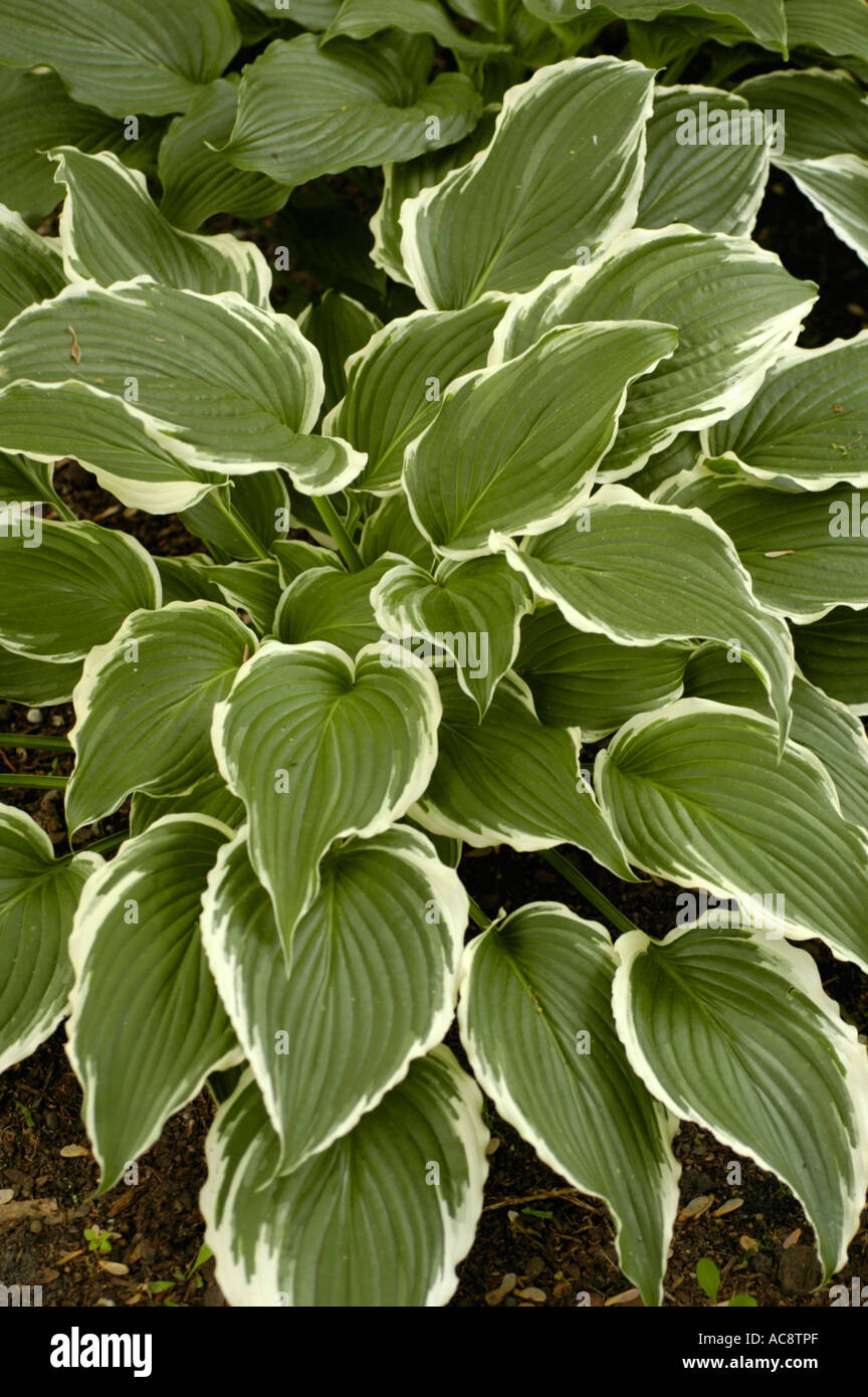 White border and green Hostaceae Hosta funkia Stock Photo - Alamy