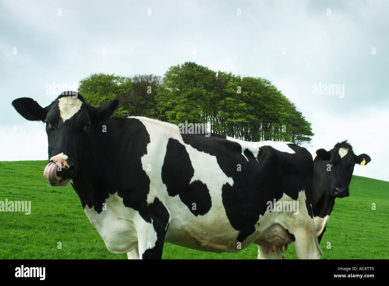 Beech copse spring hill hillside friesian cows hi-res stock photography ...