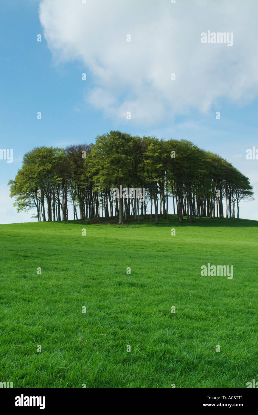 copse on hill Stock Photo - Alamy