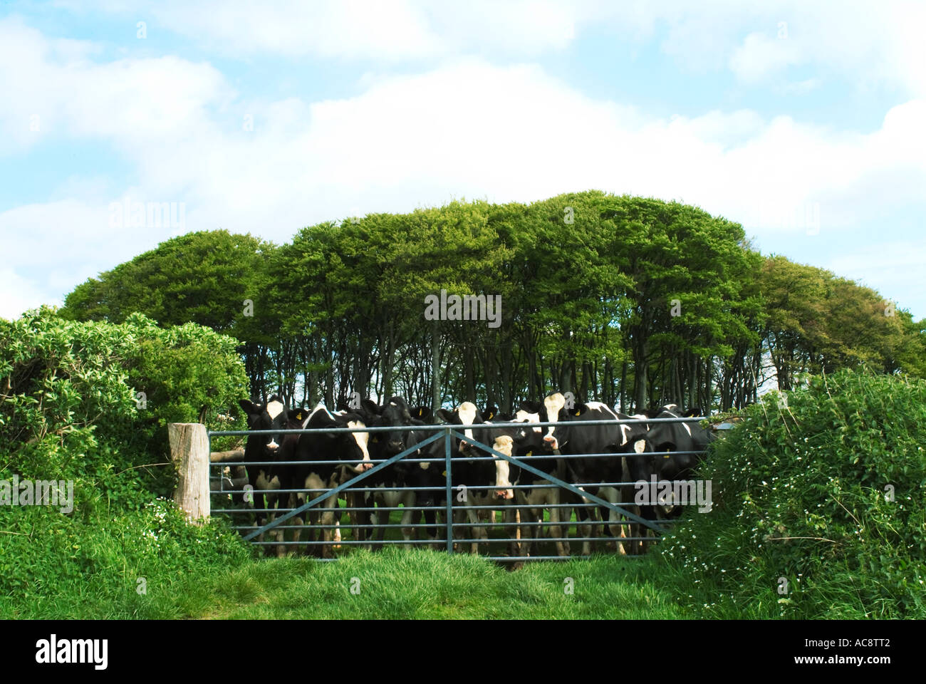 cows at farm gate Stock Photo - Alamy