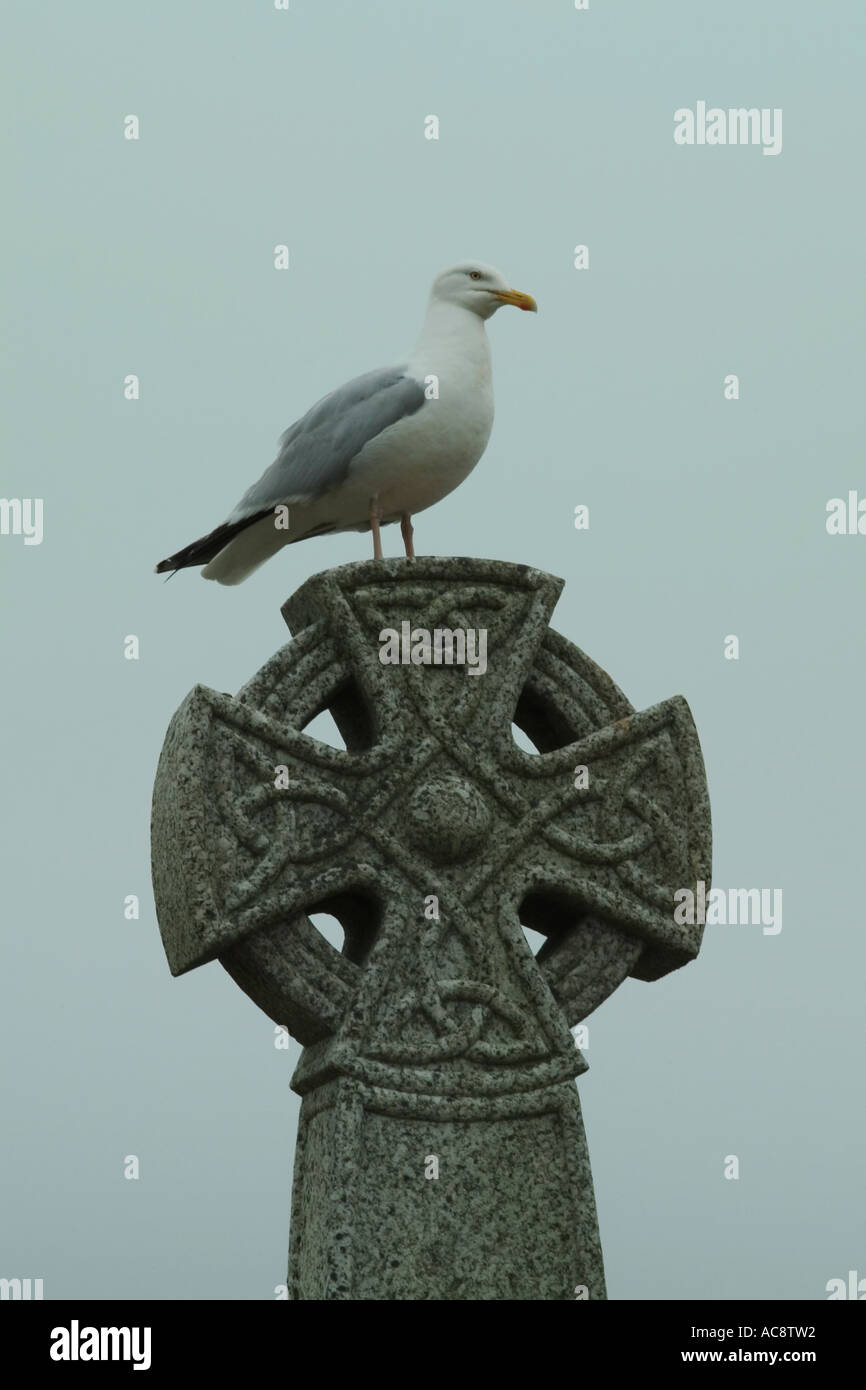 Celtic cross and seagull Stock Photo - Alamy