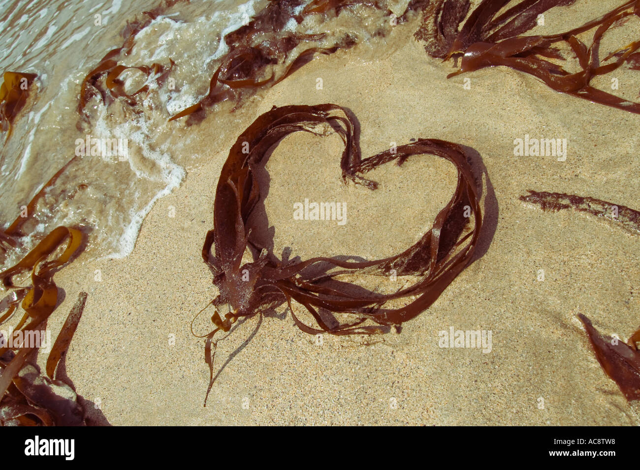 Heart shaped seaweed hi-res stock photography and images - Alamy