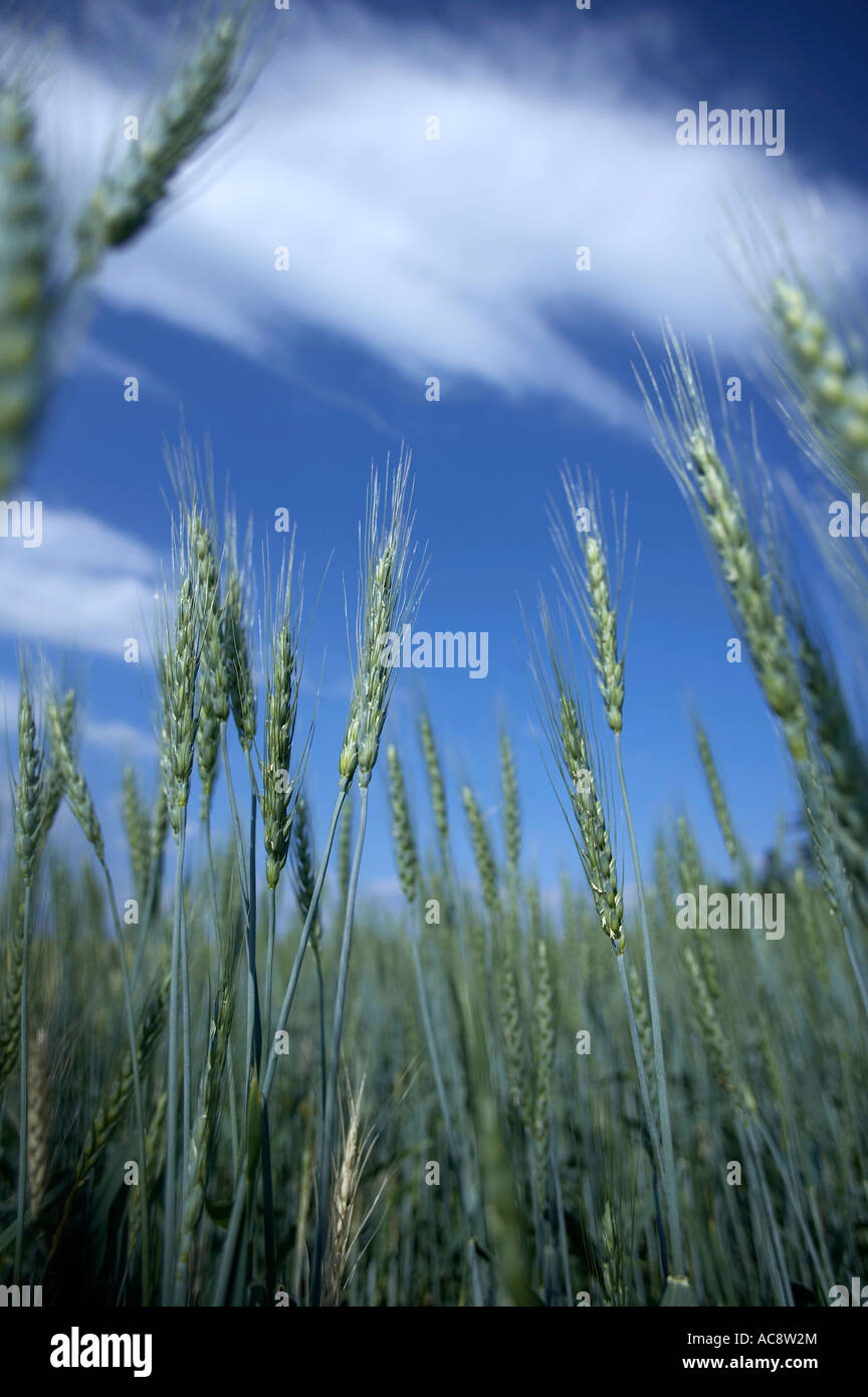 wheat in Hokaido, Japan Stock Photo - Alamy