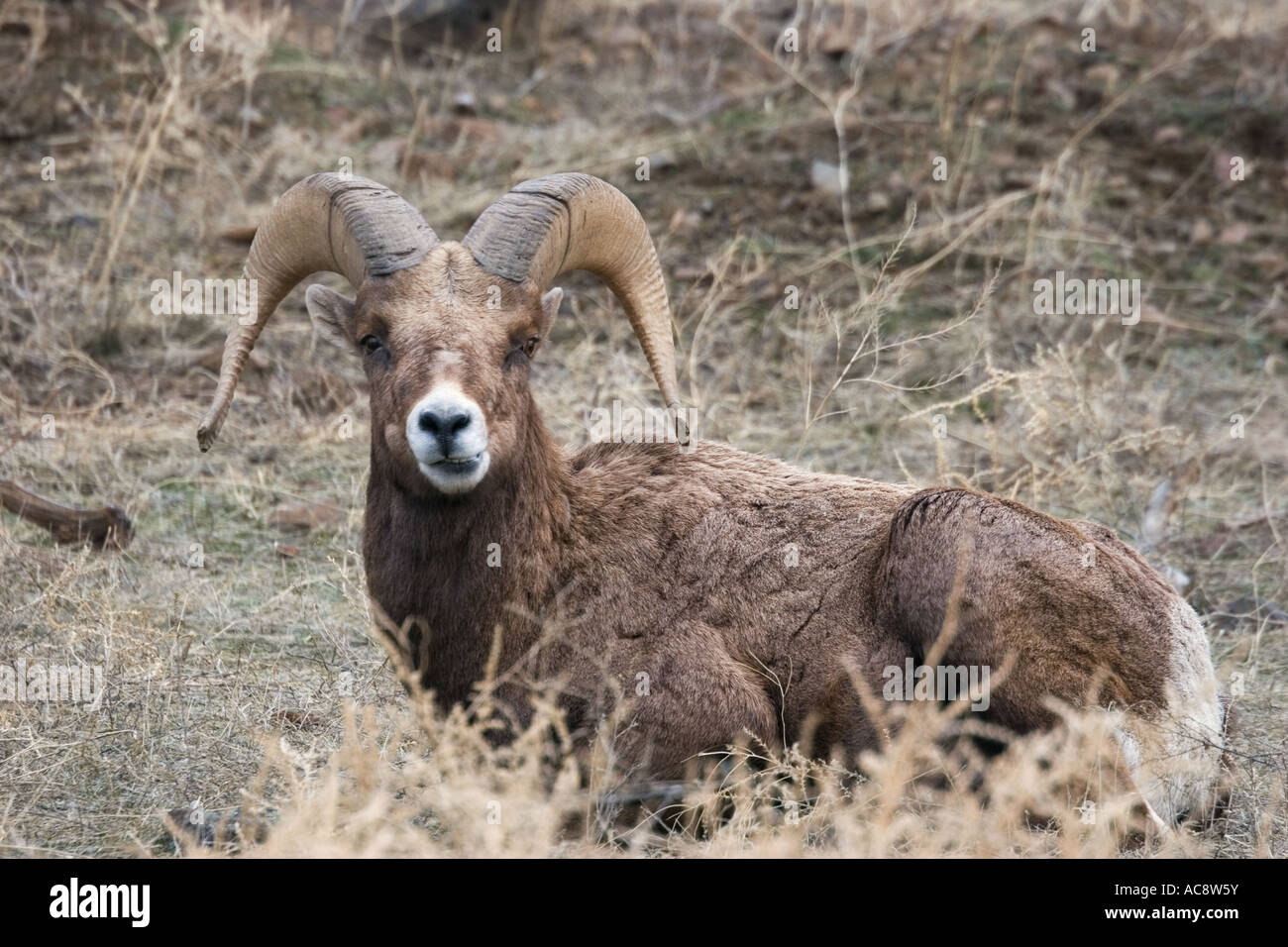 A California Big Horn Sheep relaxes along the eastern Cascades near ...
