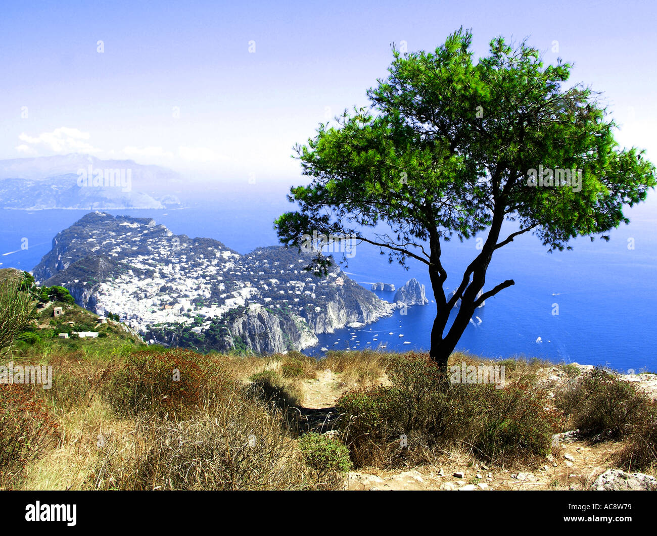lone tree on "monte solaro" overlooking island of "capri" and ...