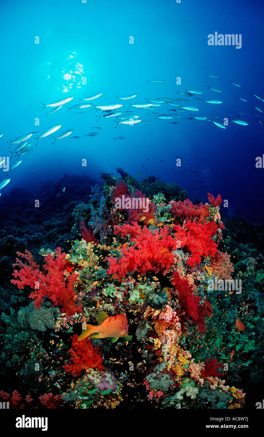 Egypt reef live fishes hi-res stock photography and images - Alamy