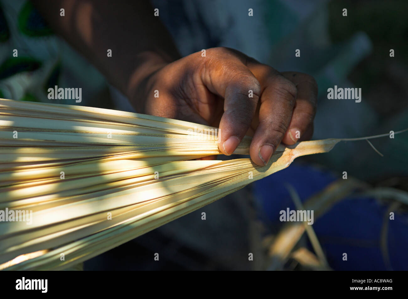Closeup hand holding silver palm leaf being split for straw basket ...