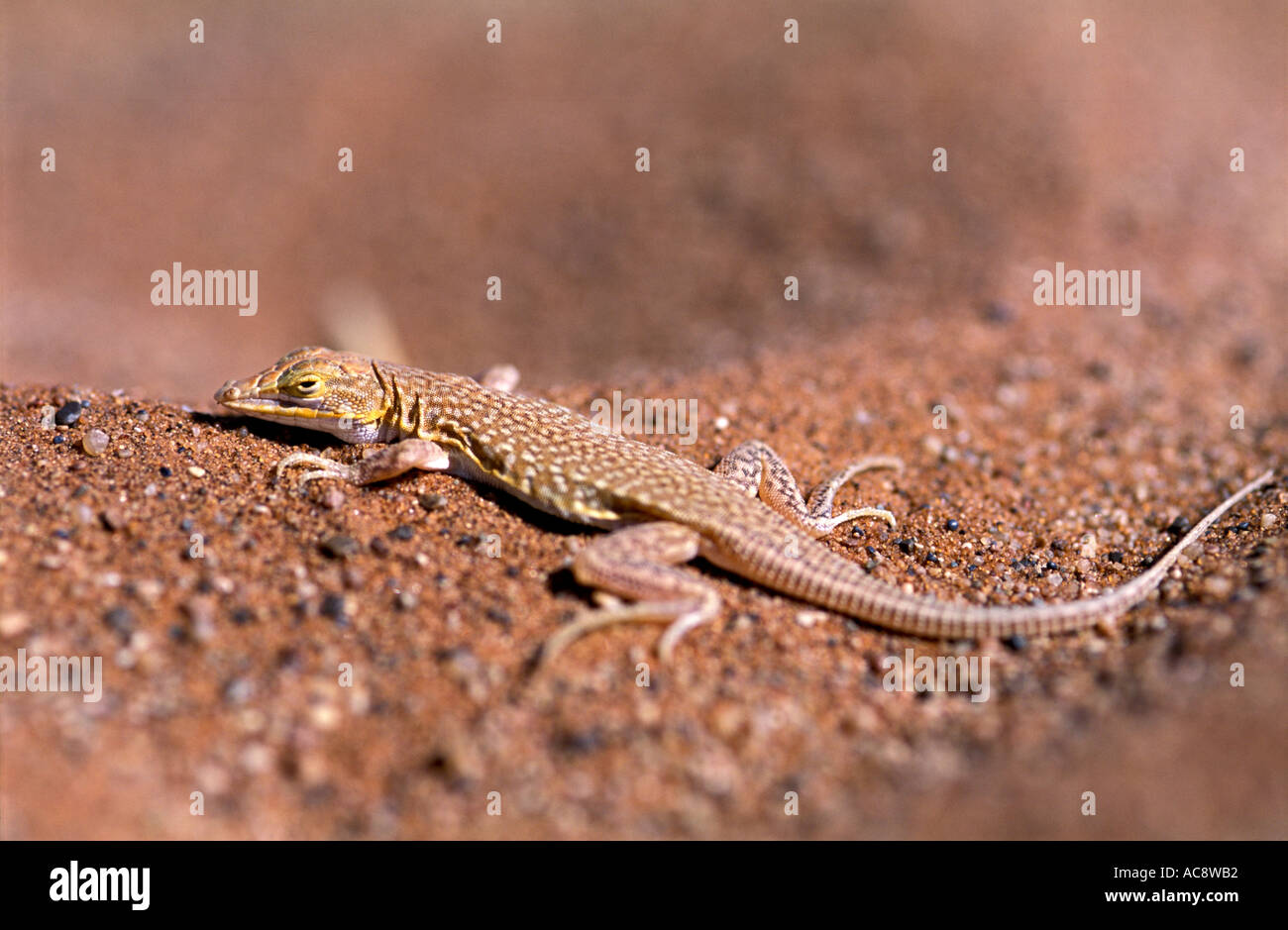 Lizard in the hot sand of the Namib Desert Namibia Stock Photo - Alamy