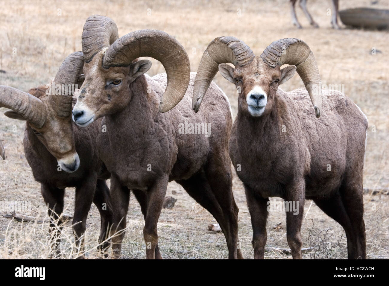 California Big Horn Sheep gather at the Oak Creek Wildlife Area feeding ...