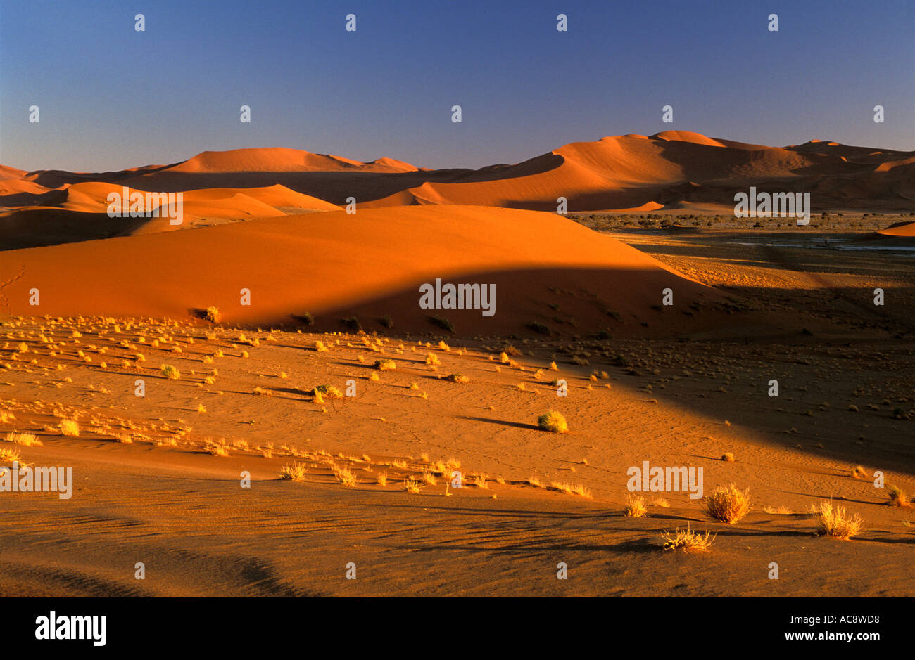Sea of sand and orange dunes in the Namib Desert Sossusvlei Namibia ...