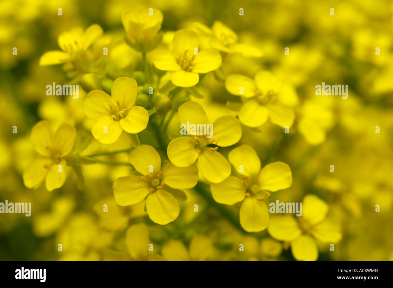 Yellow flowers of warty cabbage or hill mustard or Turkish rocket or ...