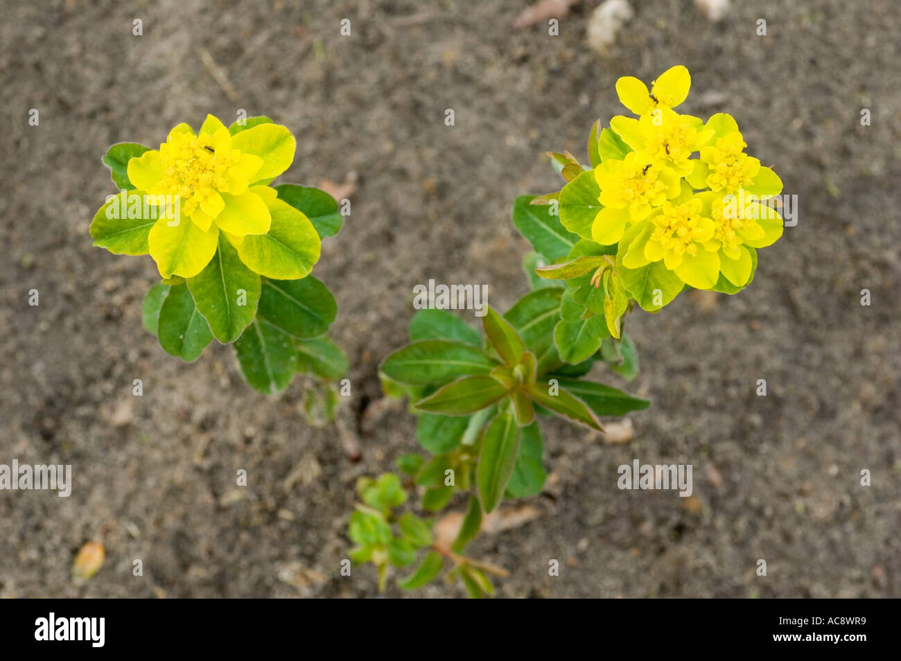 Cushion Spurge Euphorbia Polychroma Stock Photos & Cushion Spurge ...