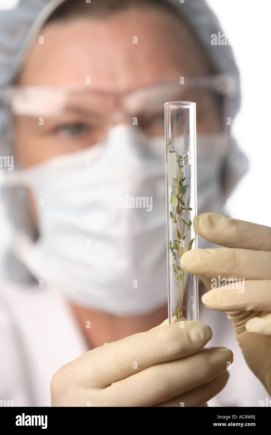 Woman in laboratory examines plant material Stock Photo - Alamy