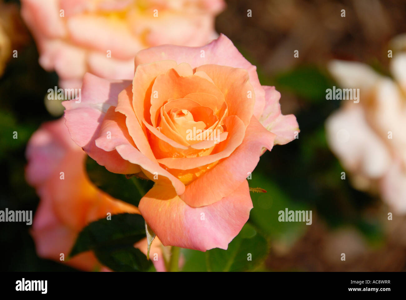 Rosa day breaker hi-res stock photography and images - Alamy