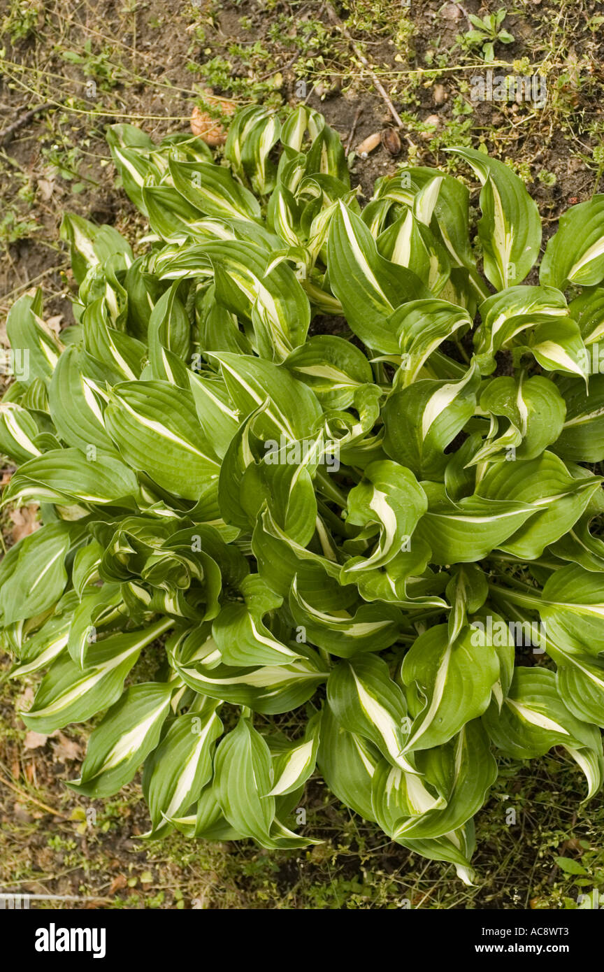 Hostaceae Hosta funkia Undulata Univittata Stock Photo - Alamy