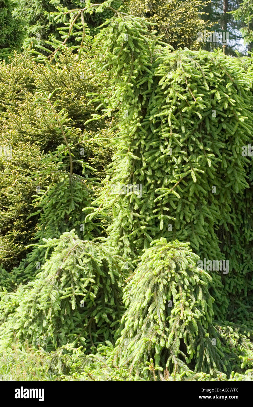 Picea abies pendula hi-res stock photography and images - Alamy
