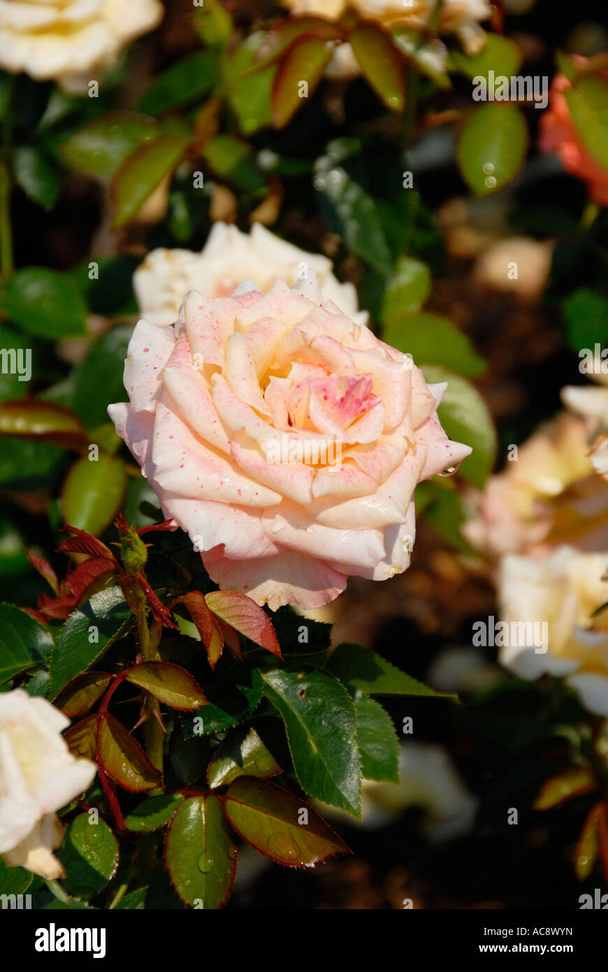Day Breaker Rose Stock Photo - Alamy