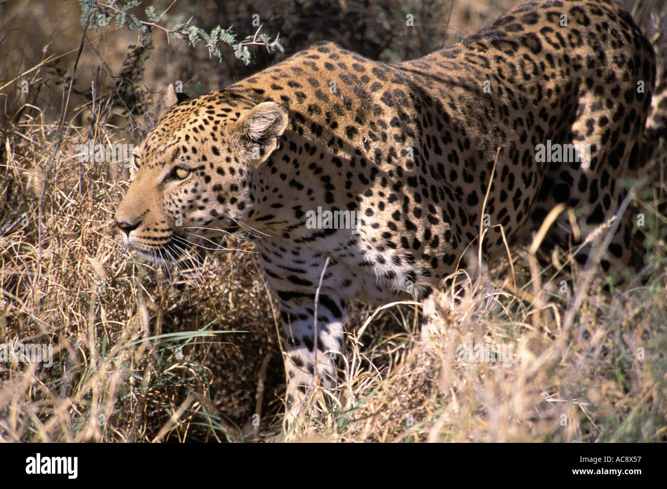 Leopard stalking in grass Namibia Stock Photo - Alamy