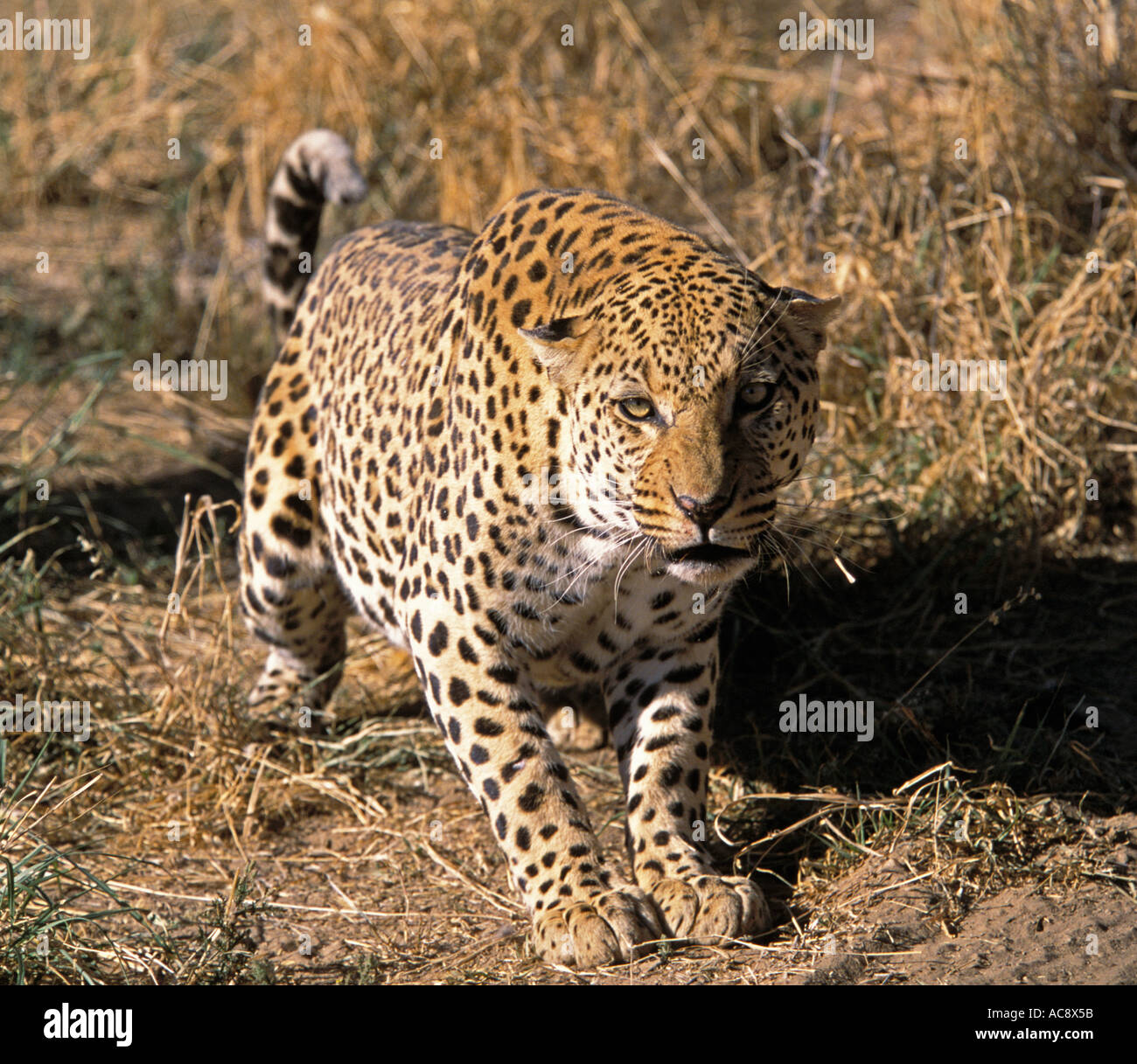 Leopard stalking in grass Namibia Stock Photo - Alamy