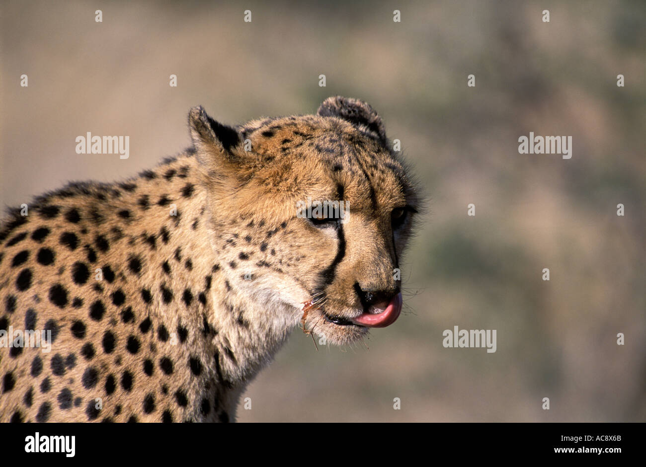 Cheetah licking its face hi-res stock photography and images - Alamy