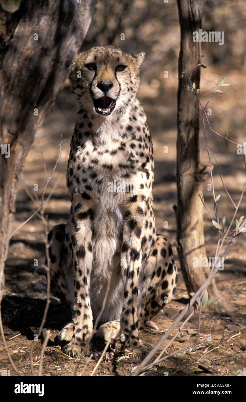Sitting Cheetah gepard Namibia Stock Photo - Alamy