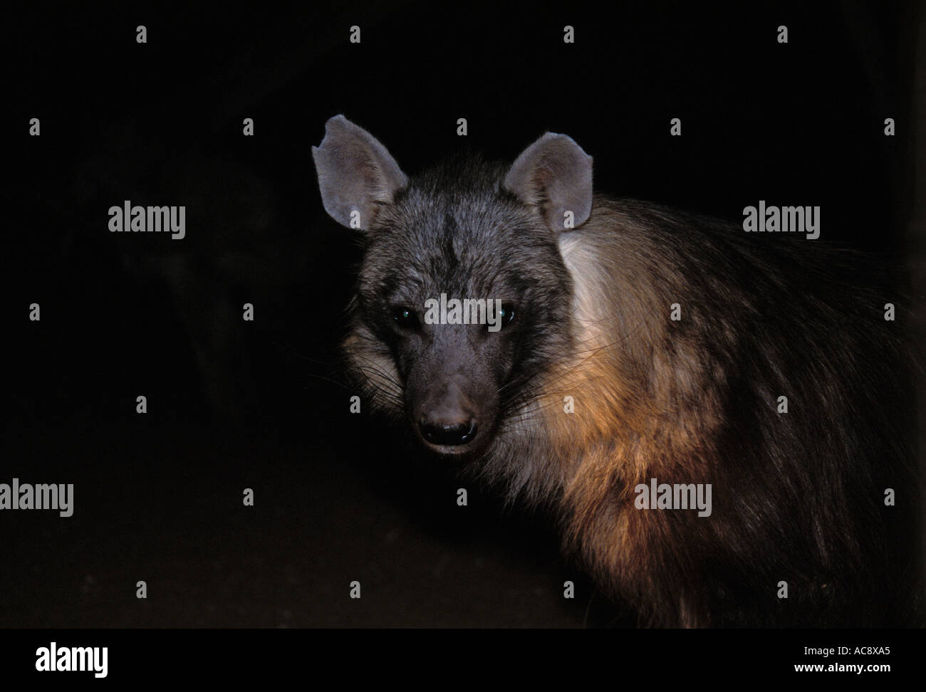 Brown Hyena Hyaena brunnea at night Namibia Stock Photo - Alamy