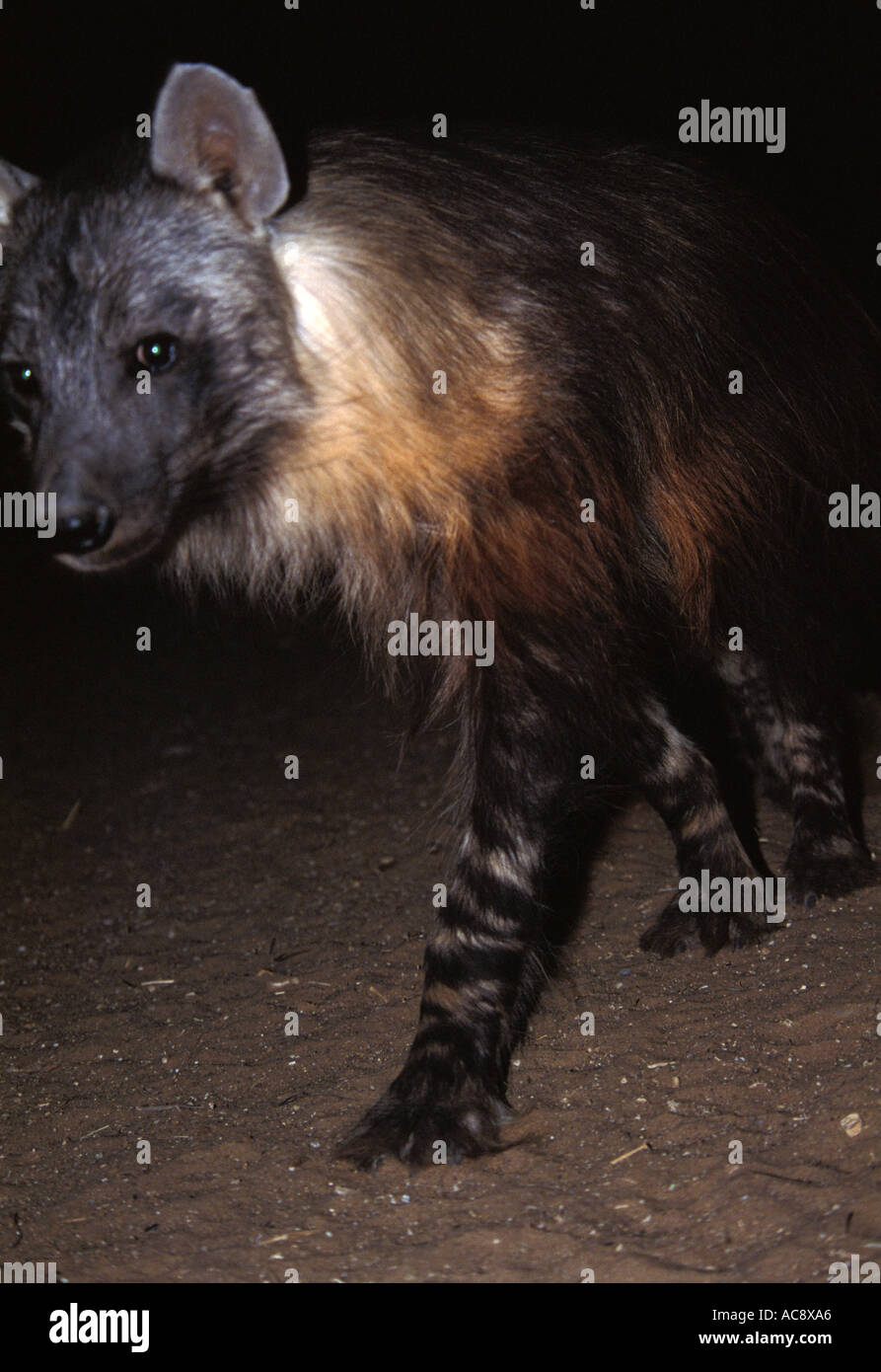 Brown Hyena Hyaena brunnea at night Namibia Stock Photo - Alamy
