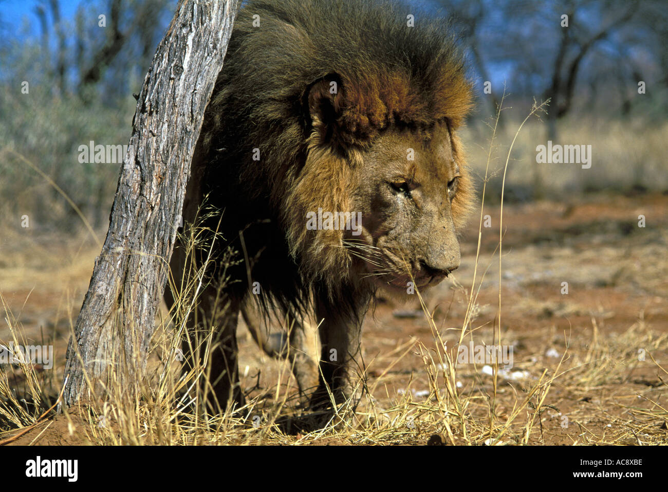Lion walks behind tree Namibia Stock Photo - Alamy