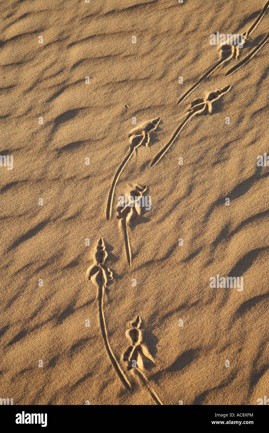Lizard Tracks and Sand Dune Mungo National Park Outback New South Wales ...