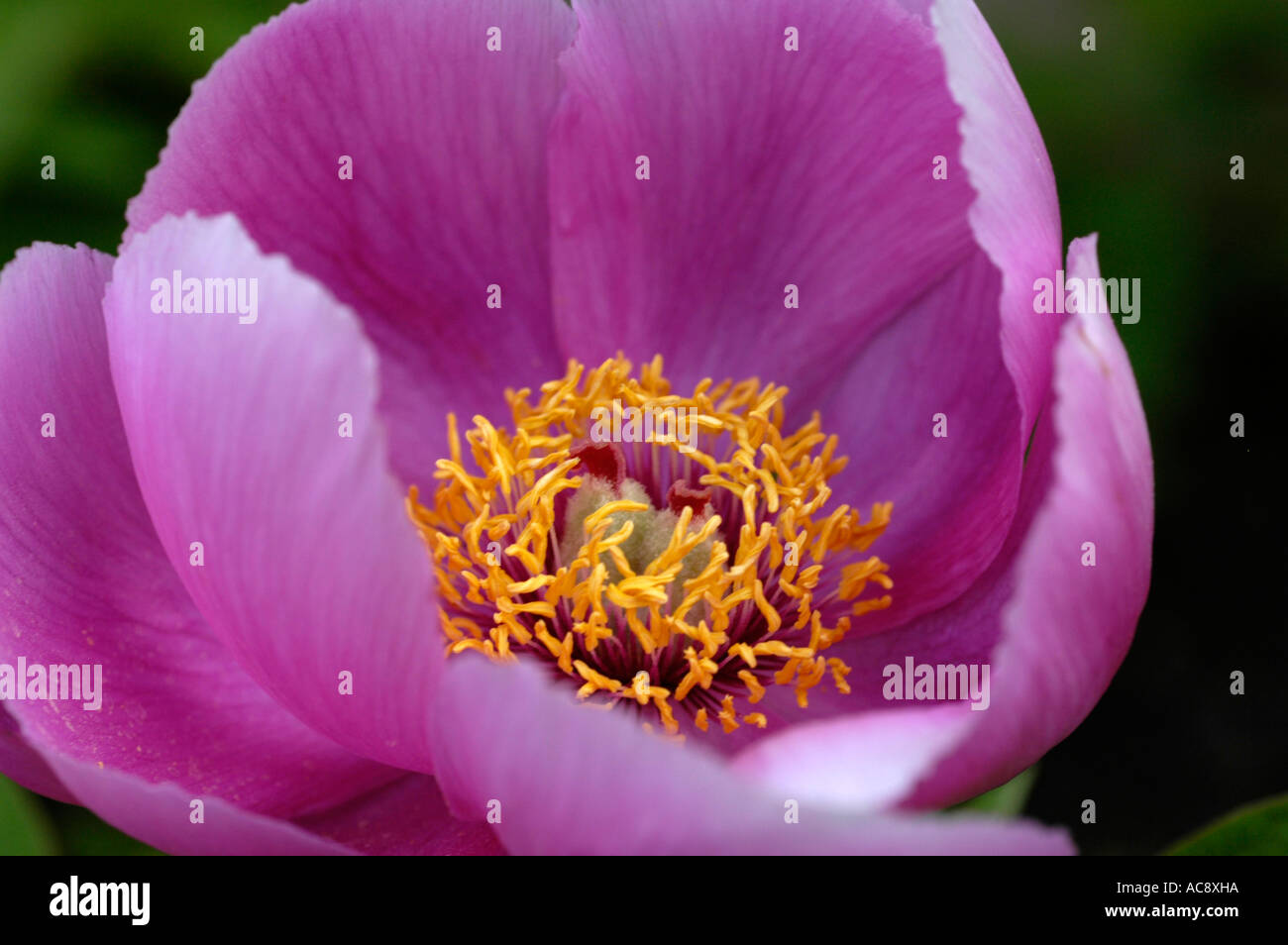 Chinese paeonia Paeoniaceae Paeonia lactiflora China Stock Photo - Alamy