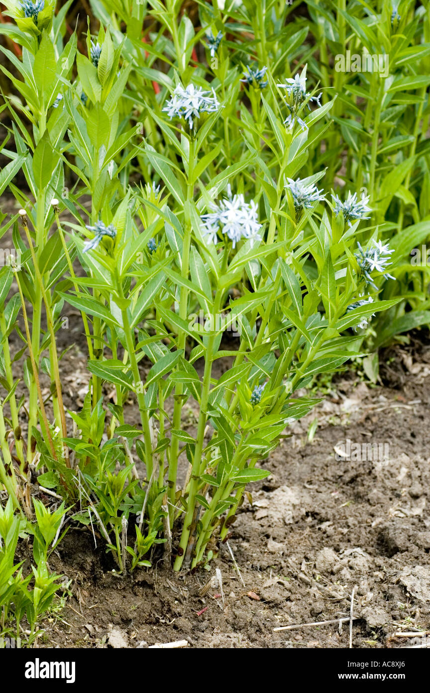 eastern bluestar Apocynaceae Amsonia tabernaemontana North America ...
