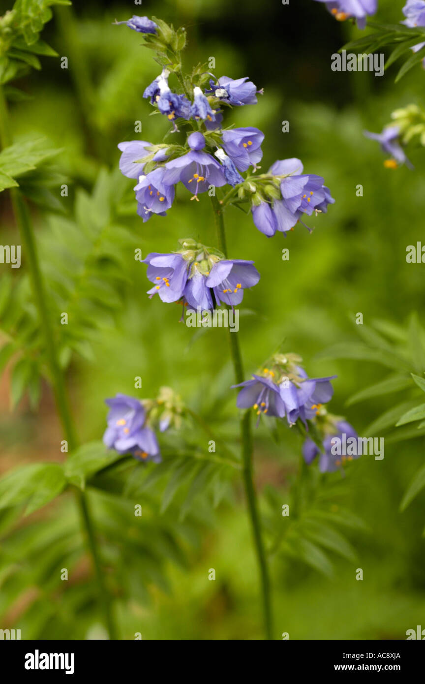 Blue flowers of Medicinal plant Jacob s ladder Polemoniaceae Polemonium ...