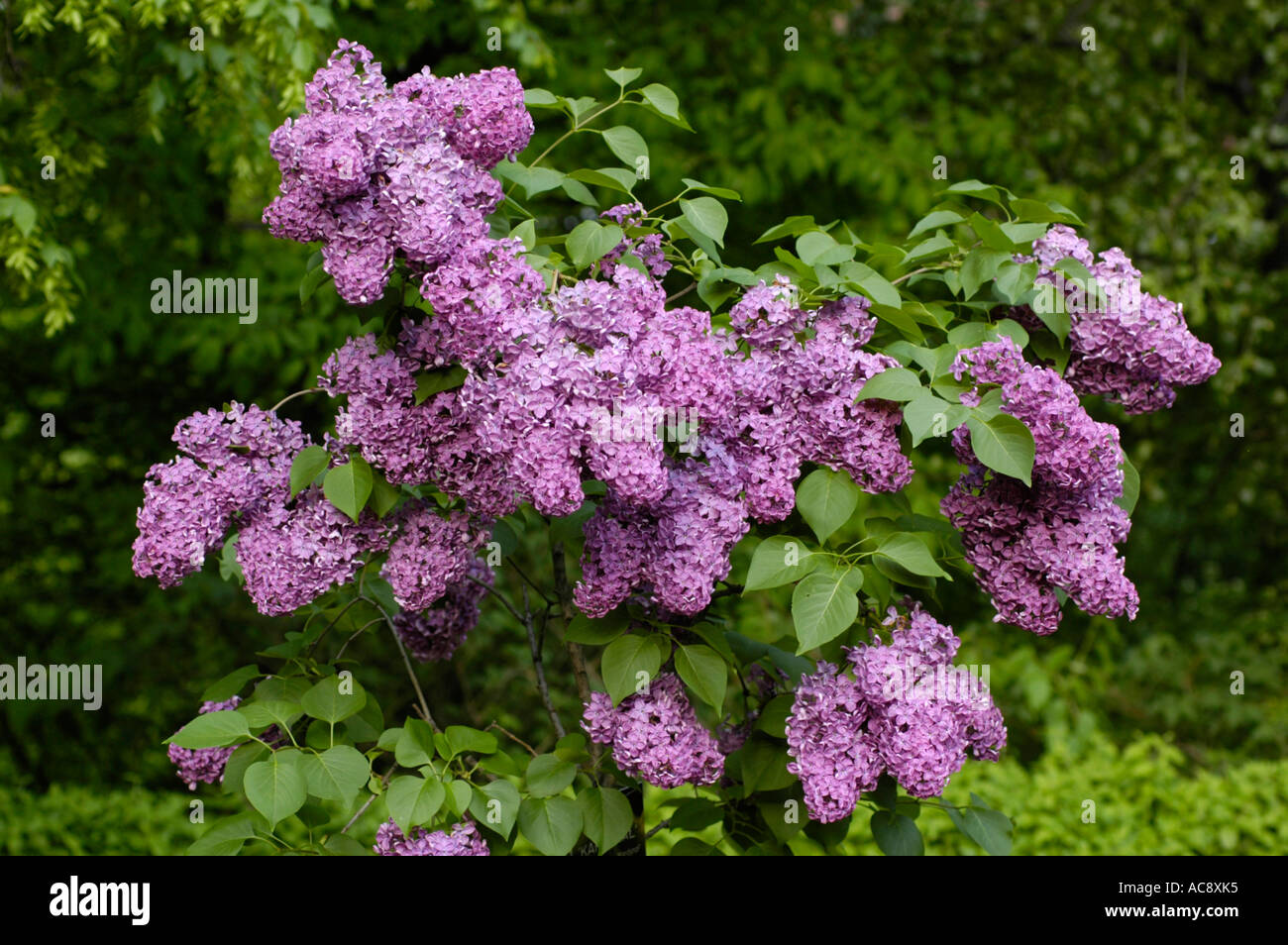 Full violet flowers of lilac Syringa vulgaris Stock Photo - Alamy