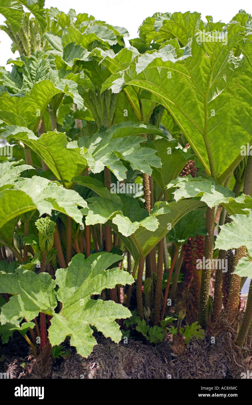 Large gunnera hi-res stock photography and images - Alamy