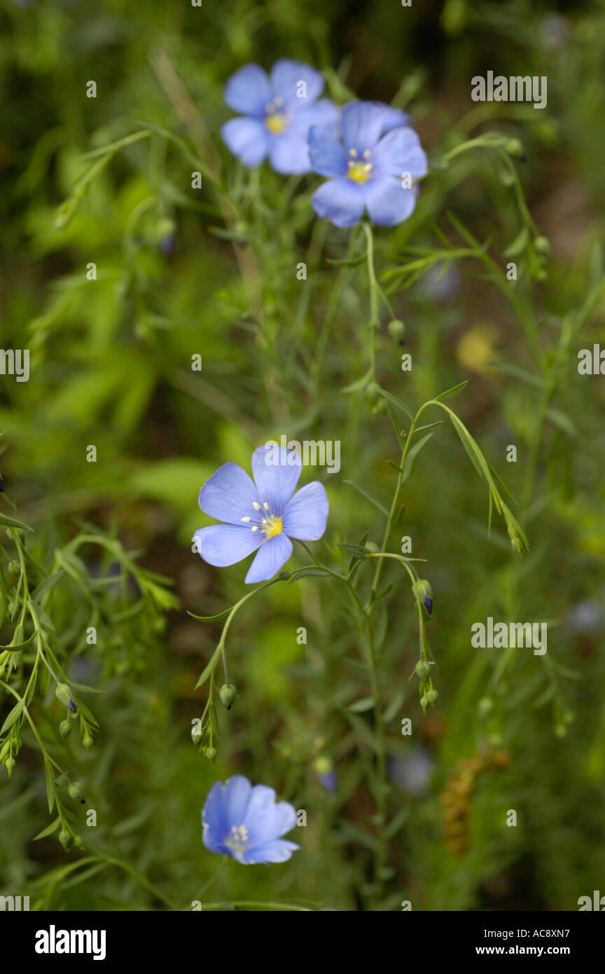 Blue flowers of Flax Linaceae Linum usitatissimum Europe Siberia Stock ...