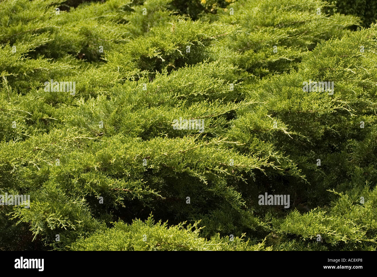 Cupressaceae Juniperus x media Mathot Stock Photo - Alamy