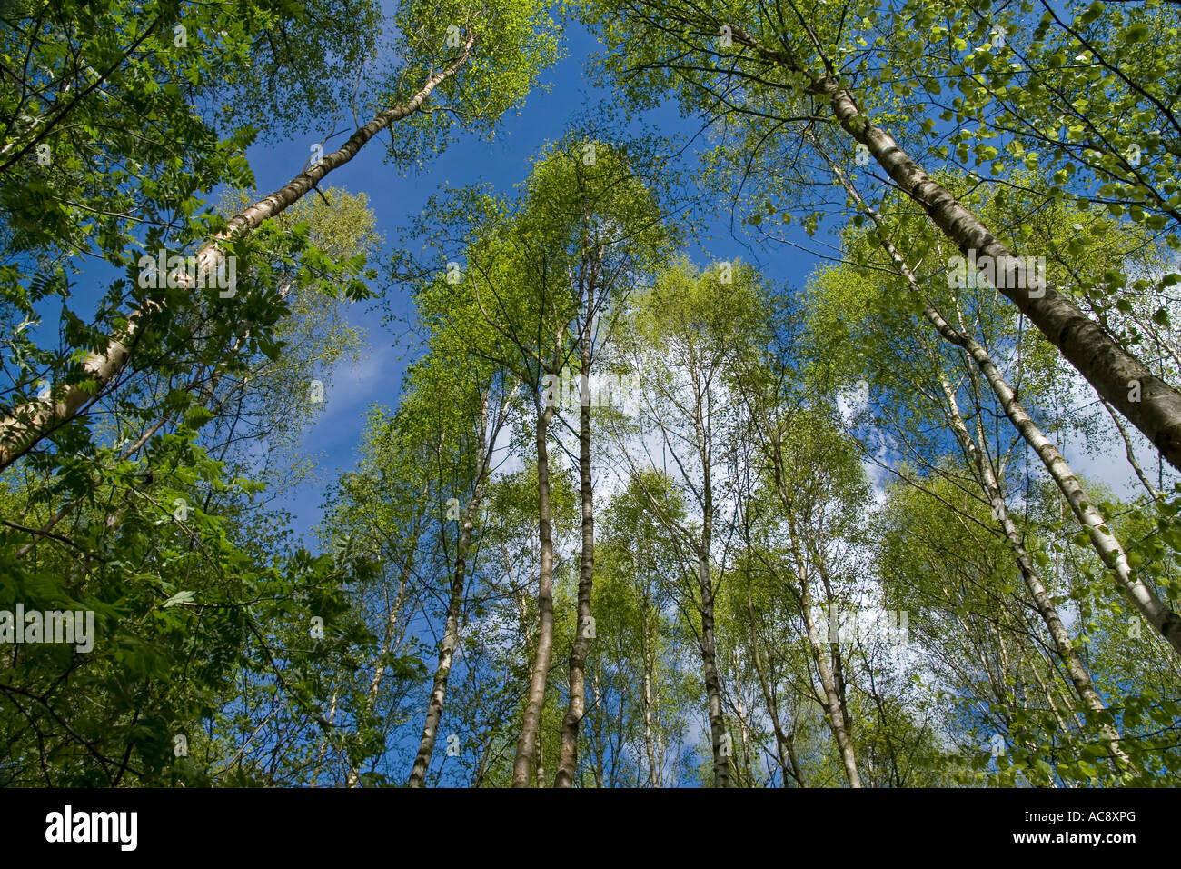 Symmetric Birch trees bétula péndula aginst a blue sky Stock Photo - Alamy