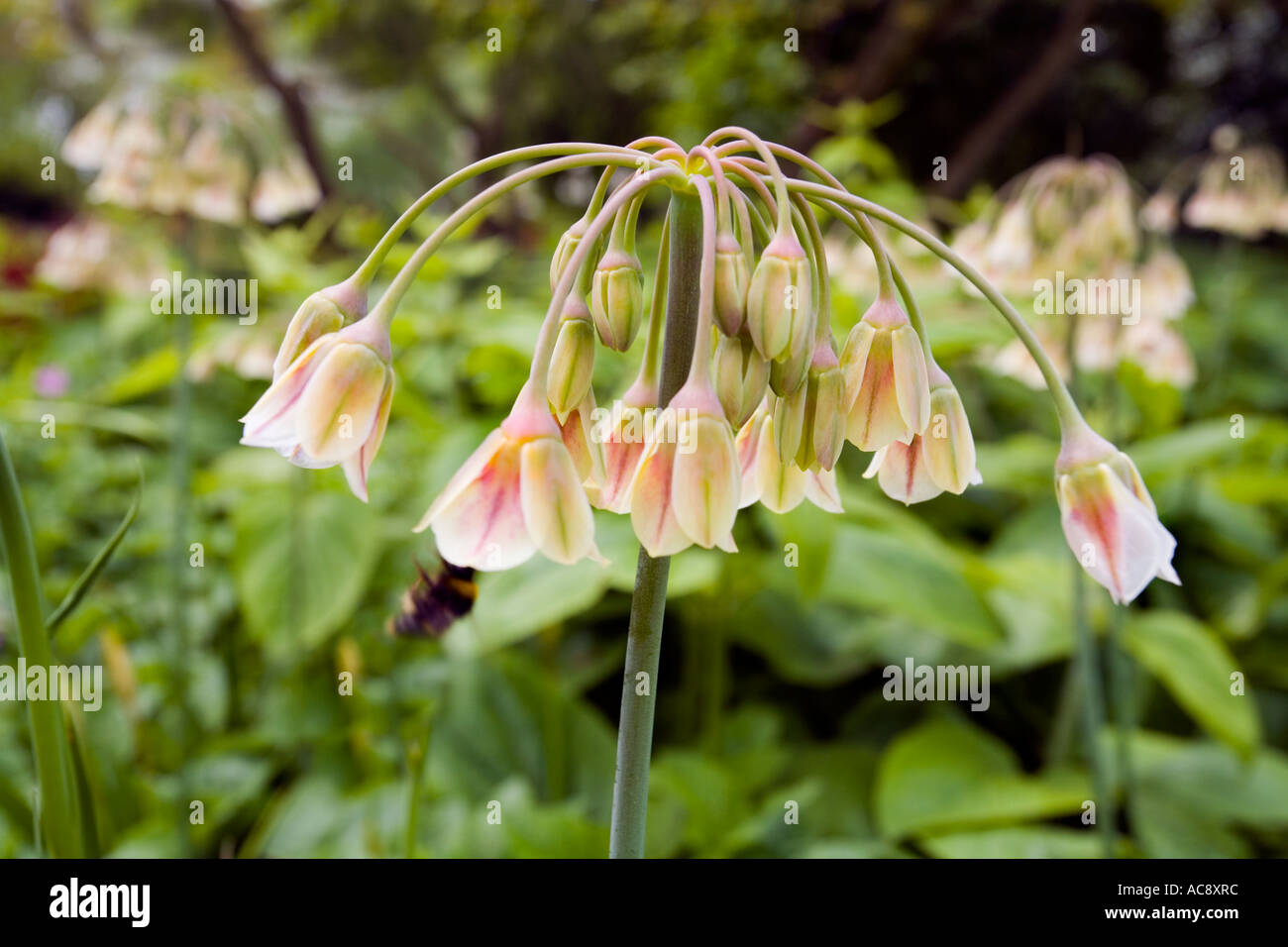 Nectaroscordum siculum bulgaricum Stock Photo - Alamy