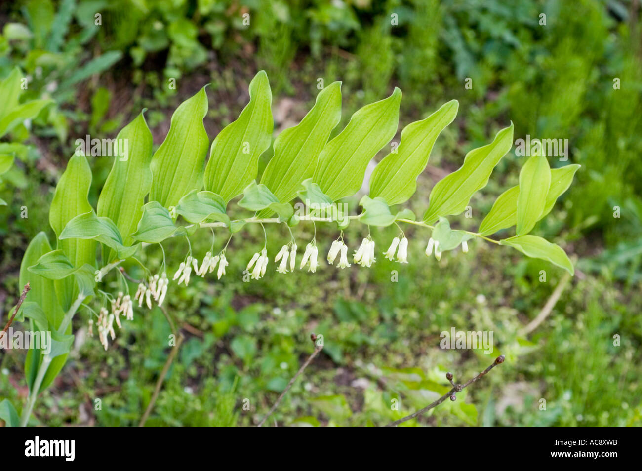 Solomons seal flower Polygonatum odoratum Stock Photo - Alamy