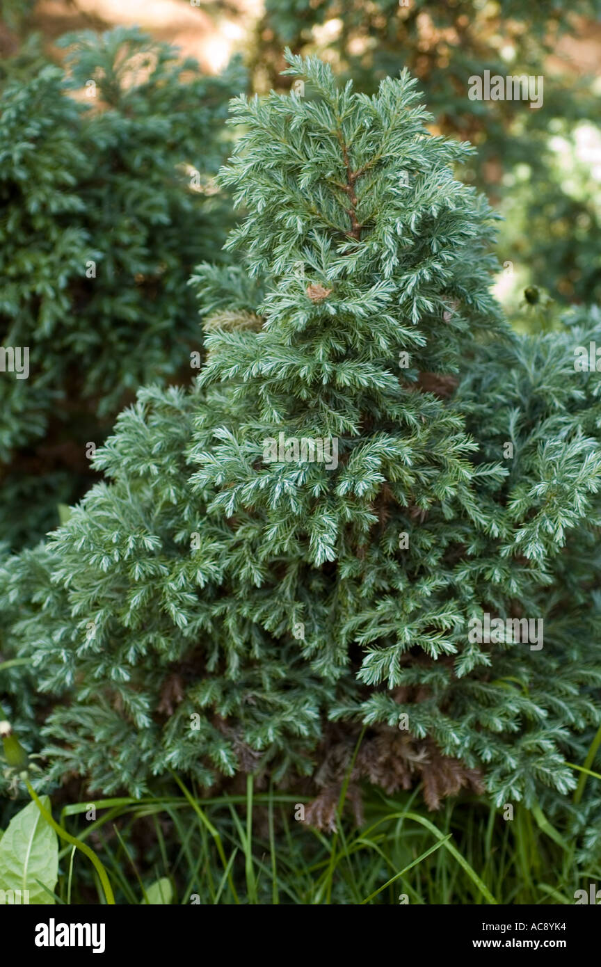 Franklinia or Franklin Tree Theaceae Franklinia alatamaha Georgia ...