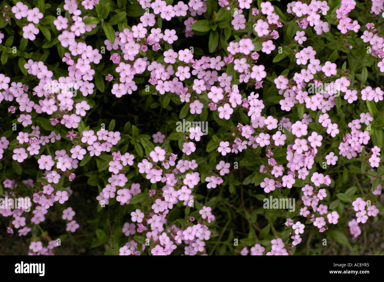 Pink flowers of Rock soapwort Caryophyllaceae Saponaria ocymoides ...