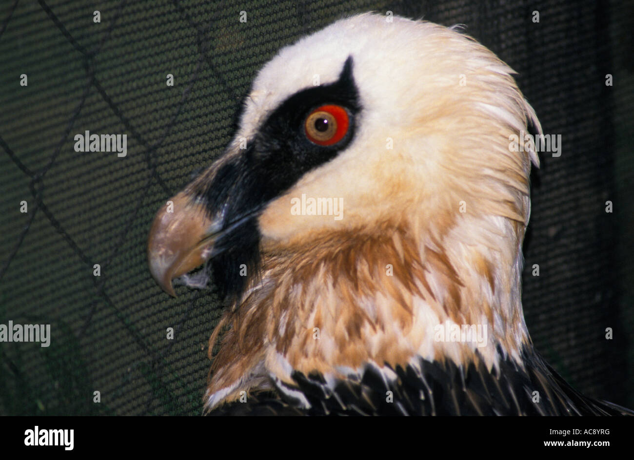 Bearded vulture portrait (captive bird in a rehabilitation cage) De ...