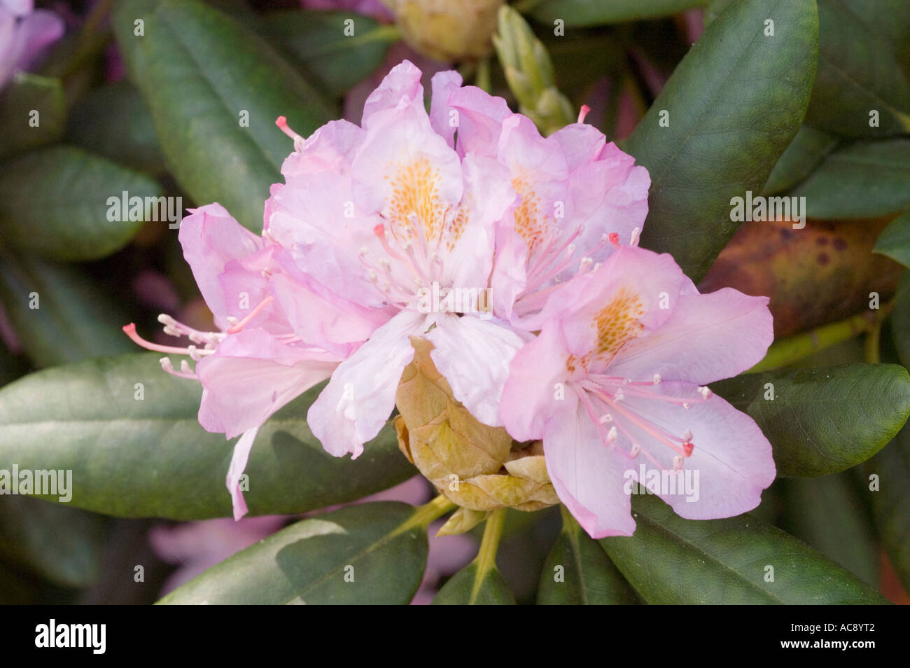 Pink azalea Ericaceae Rhododendron Roseum elegans Stock Photo - Alamy