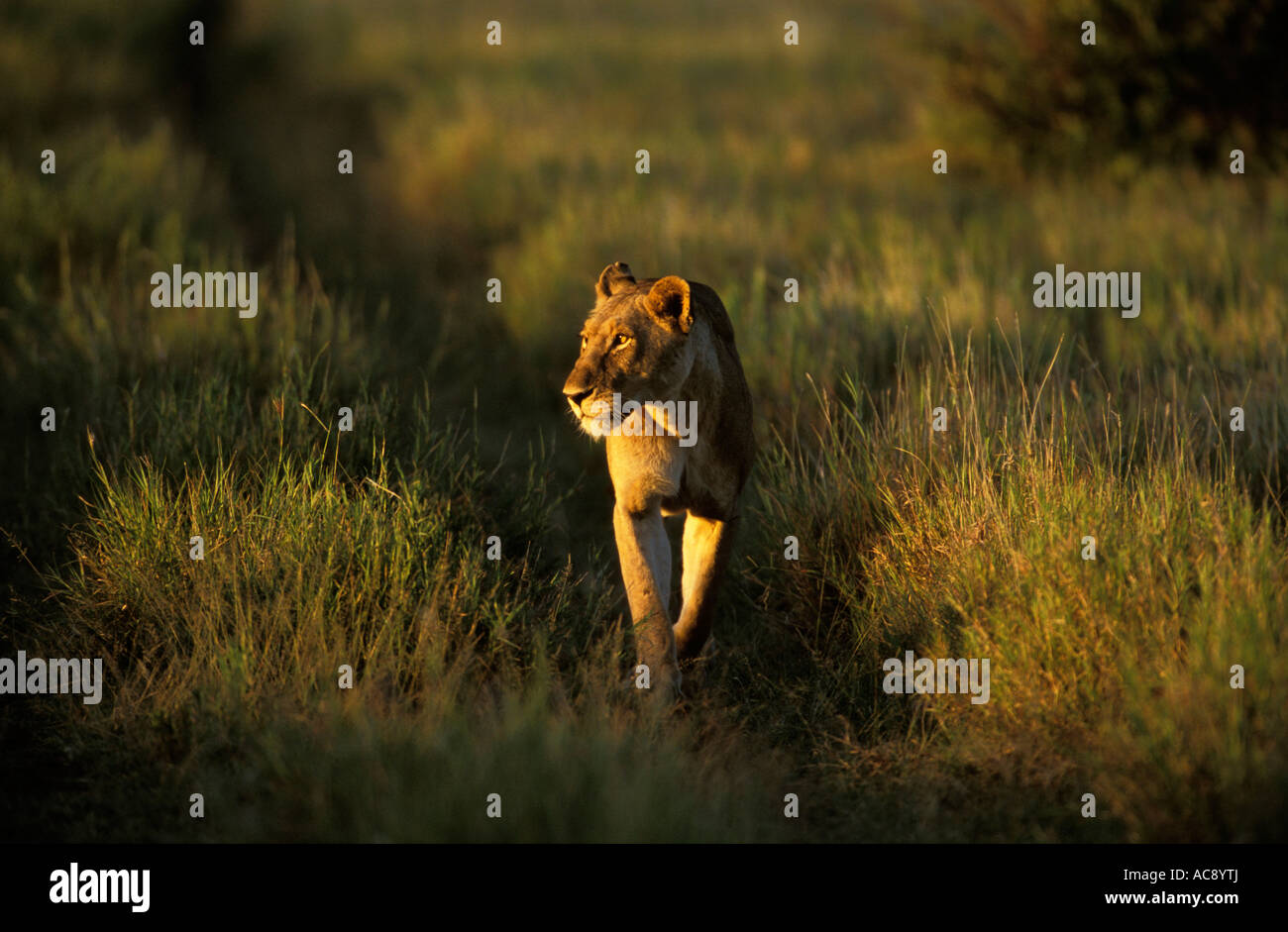 Lion walking through savannah in late afternoon light Kruger National ...