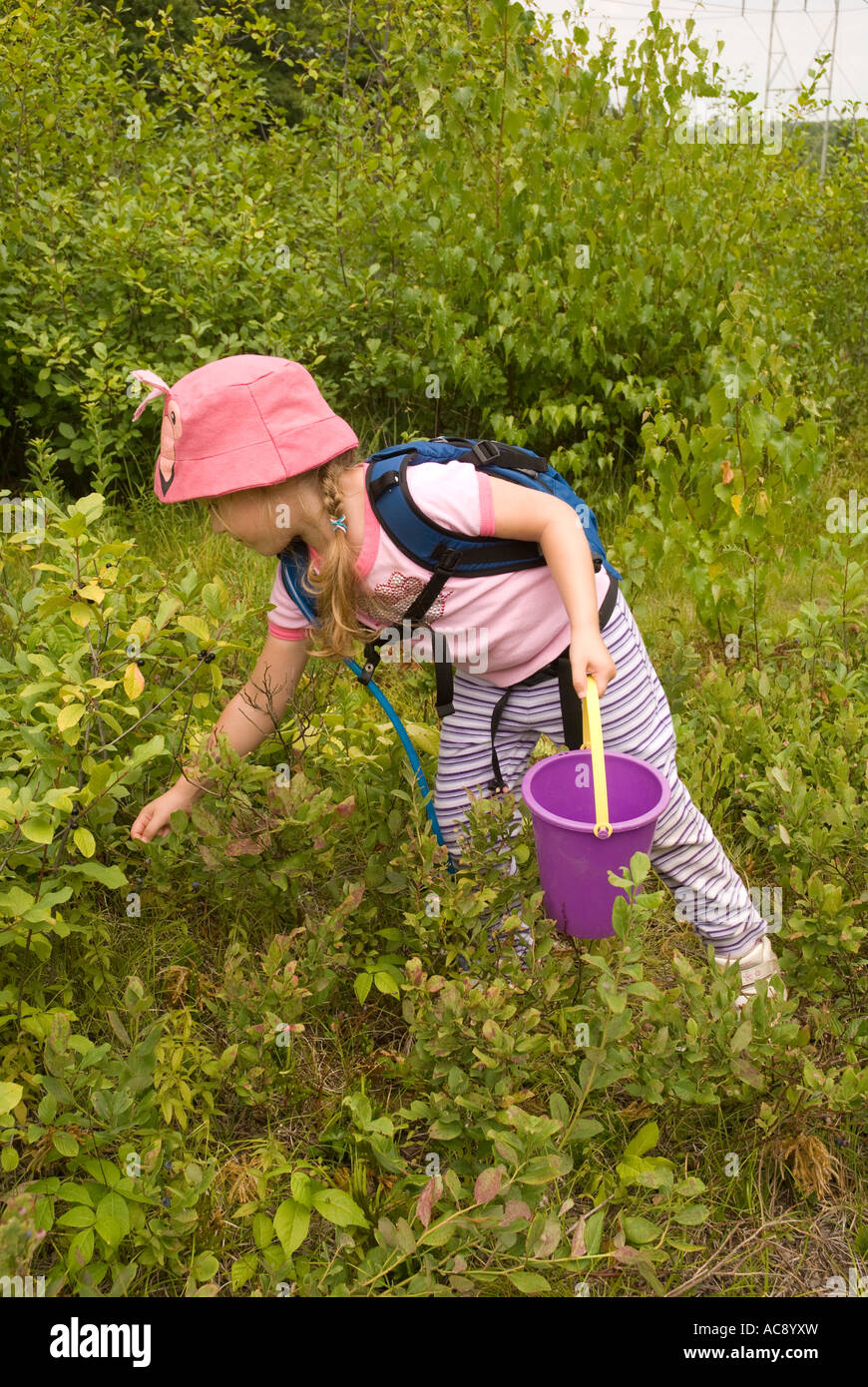5 year old girl with bucket for collecting wild blueberries Stock Photo ...