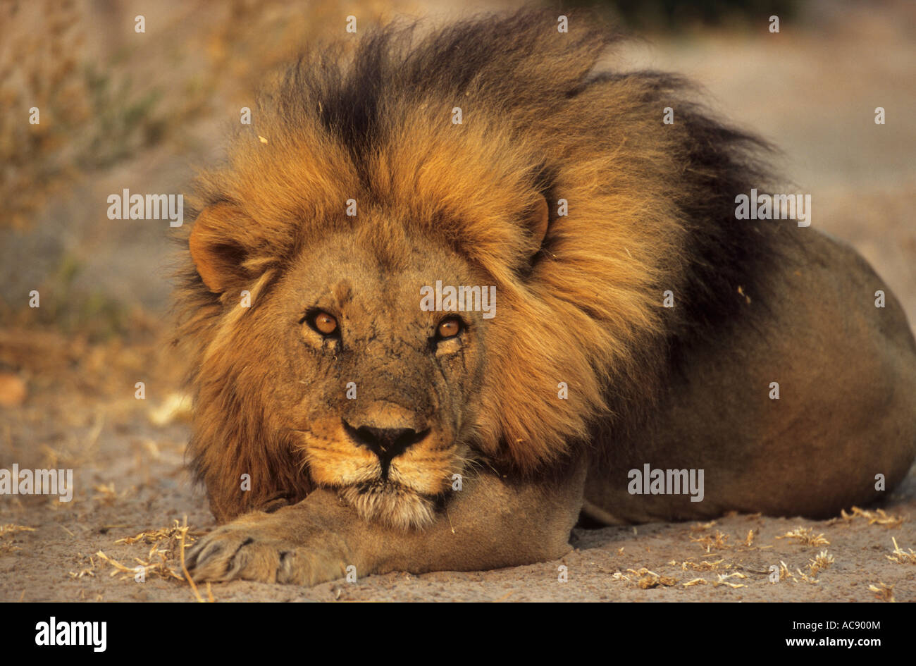 Portrait of a male lion with a large mane lying down resting its chin ...