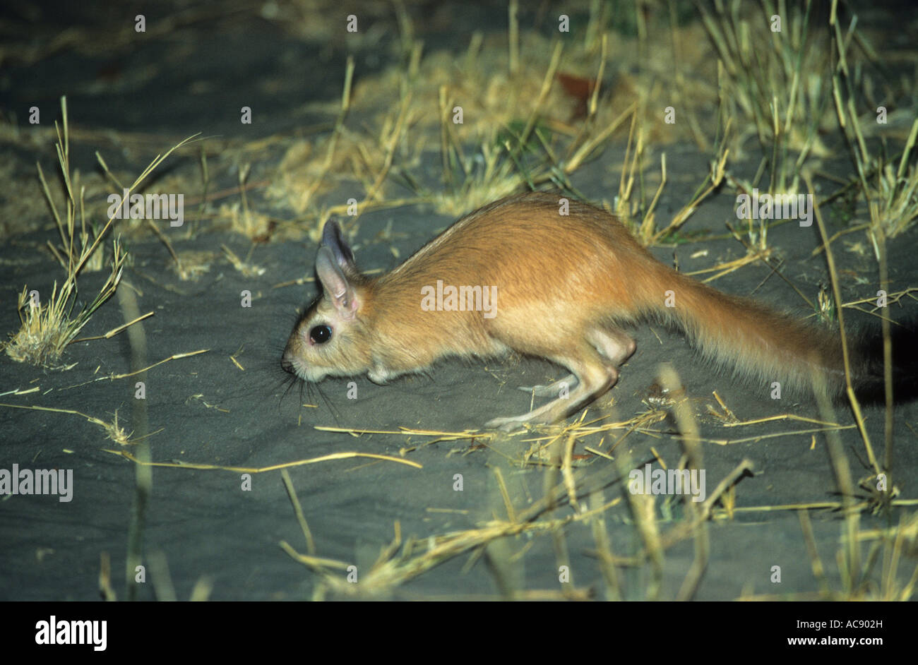 Springhare High Resolution Stock Photography and Images - Alamy